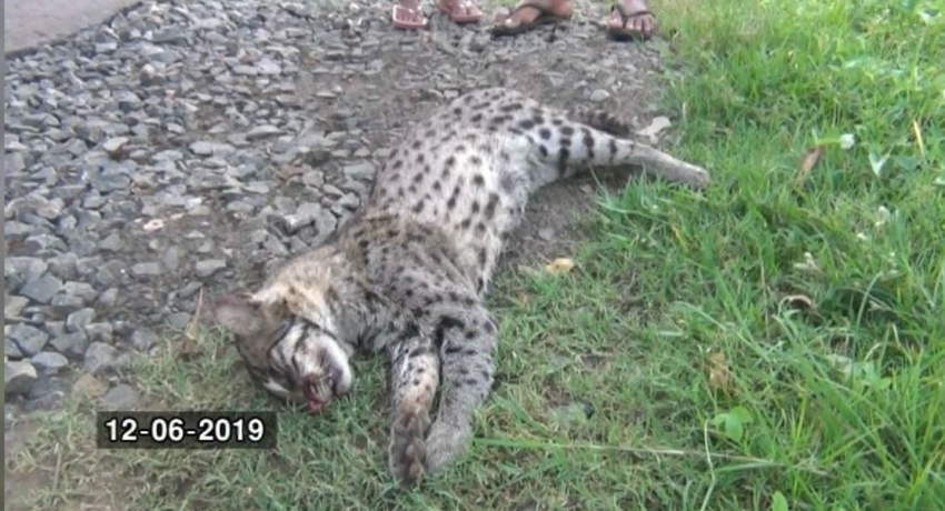 Fishing cat aka Handun Diviya run over in Hambantota