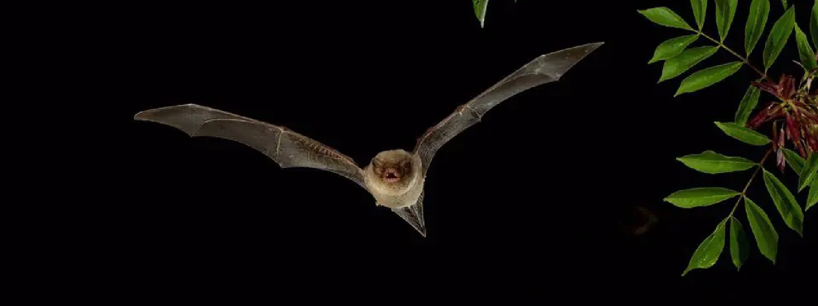 New long-fingered bat species discovered in India, Sri Lanka
