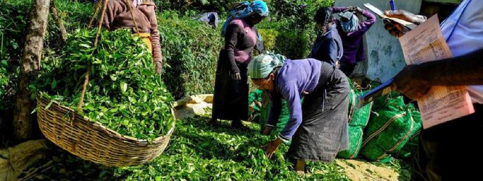 Daily Payment of Tea Estate Workers Increase