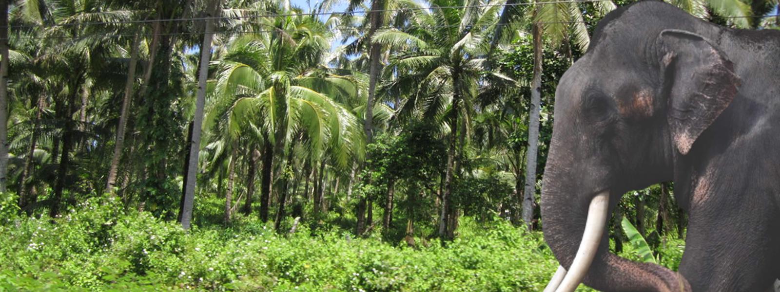 'Muthuraja' to fly to Thailand during the weekend