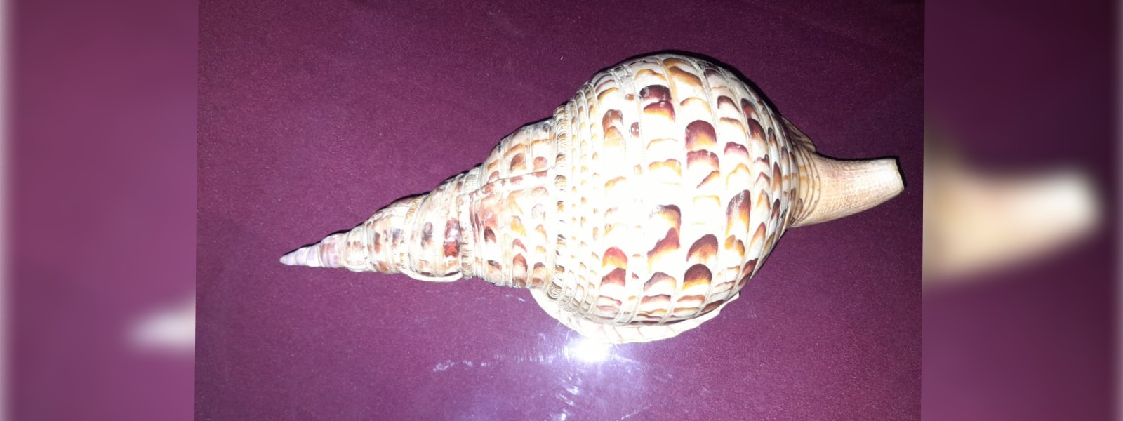 STF arrests suspect with conch shell