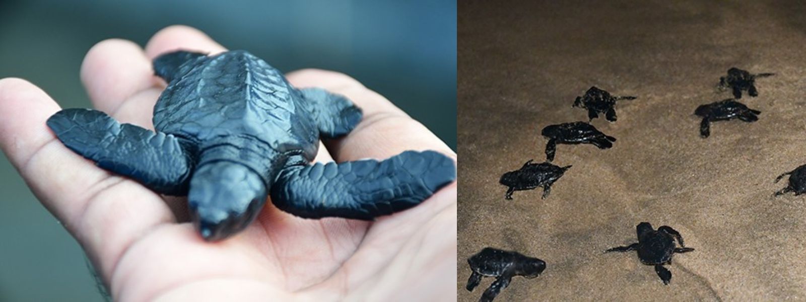 Navy turtle project releases over 100 hatchlings