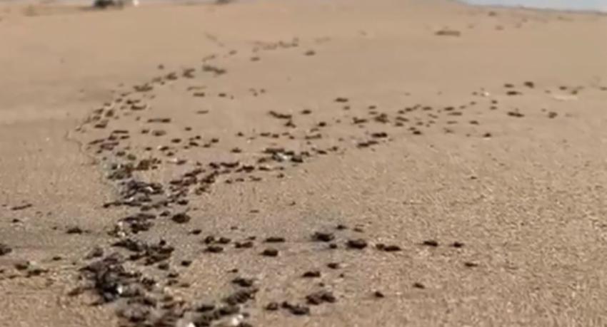 MEPA collects samples of tar-like substance from Trinco shores