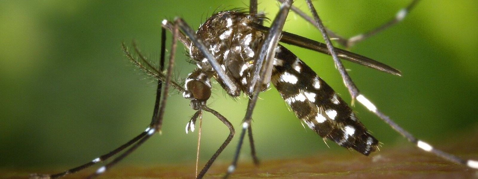 Dengue on the rise in seven districts