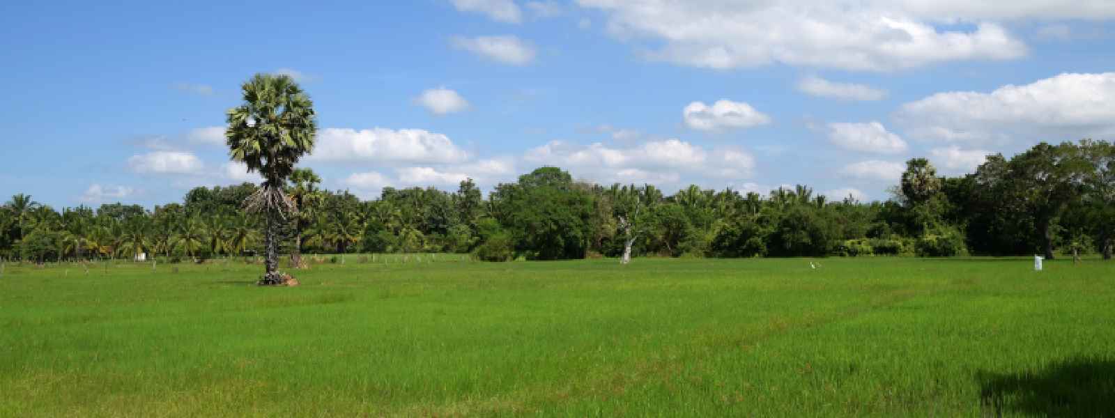 Japan provides $ 4.6 mn through FAO to boost paddy production