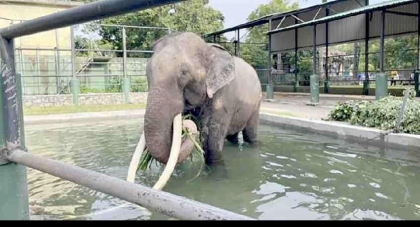 Muthu Raja to fly back to Thailand in seven days; Operations underway ...