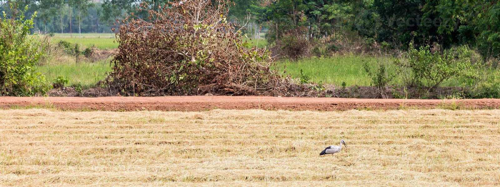 Over 30,000 acres of rice fields destroyed by dry weather
