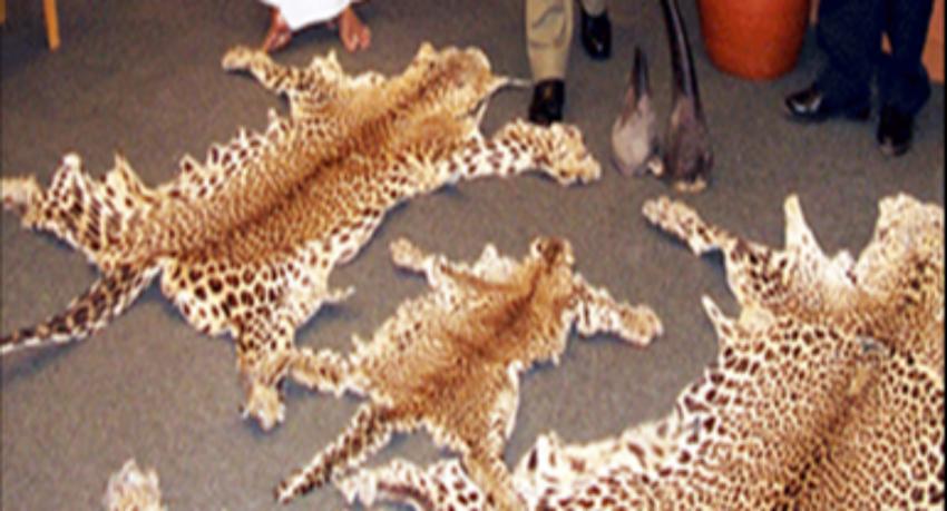 Over hundred arrests made by the DWC over illegal activities in ...