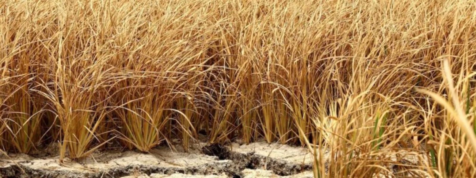 Crop damage due to dry weather exceeds 60,000 acres
