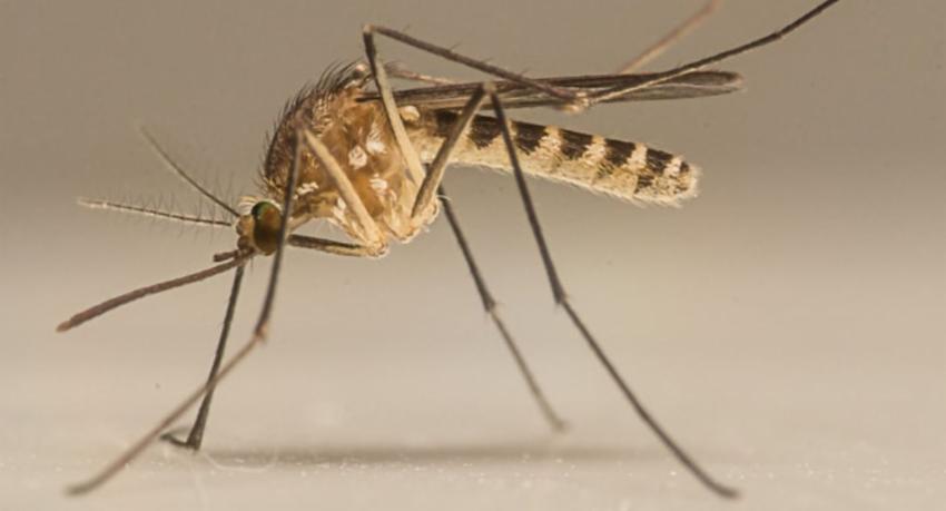 New frog-biting mosquito species in Sri Lanka