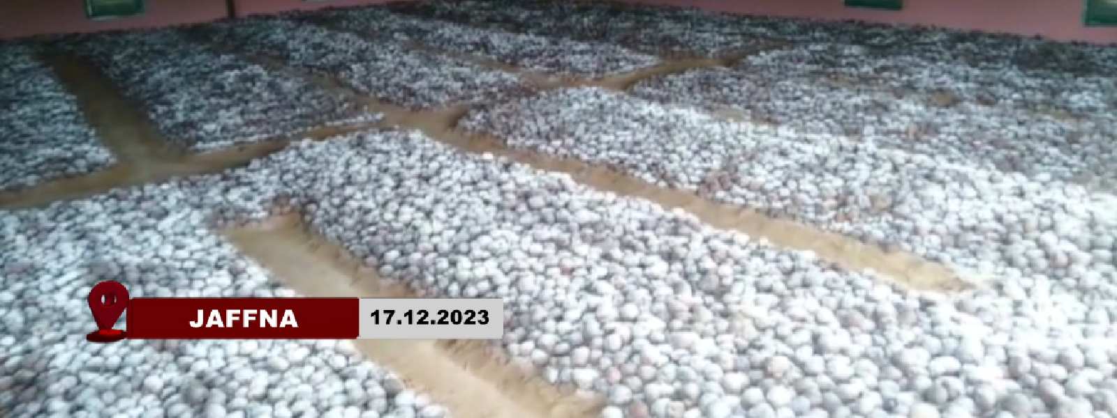 Spoiled Seed Potatoes in Jaffna: Replacement Stock Promised by Importer