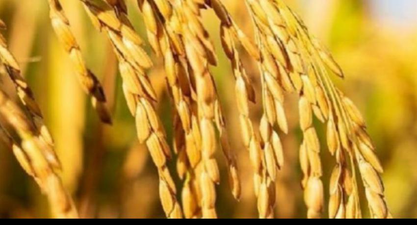 Government Revamps Paddy Purchase System