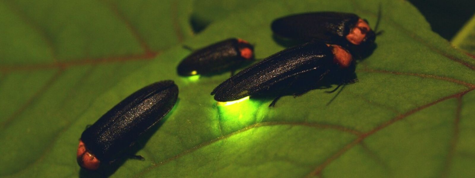 Two firefly species endemic to Sri Lanka discovered