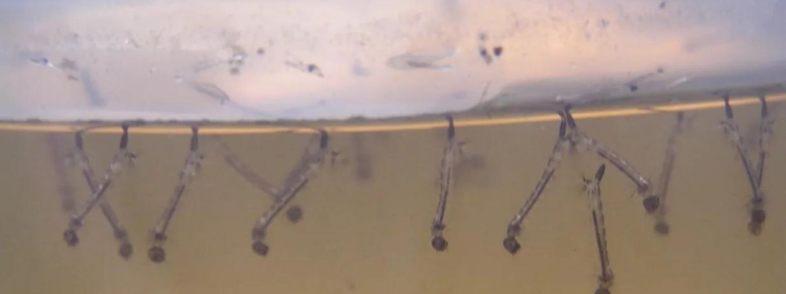 Dengue on the rise: Density of mosquito larvae significantly increases