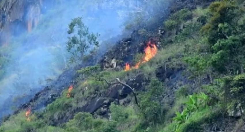 11 Forest Fires Reported This Year: Public Urged to Avoid Setting Fires
