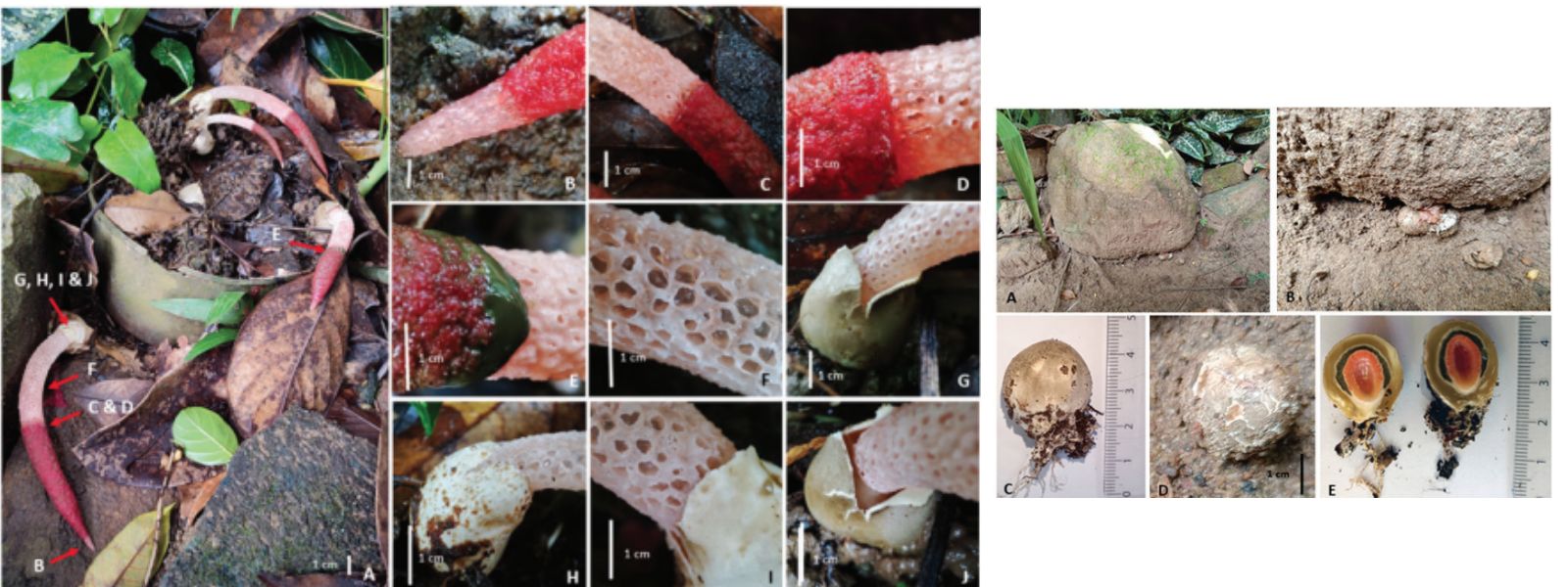 Rare Fungus Rediscovered in Sri Lanka After 104 Years