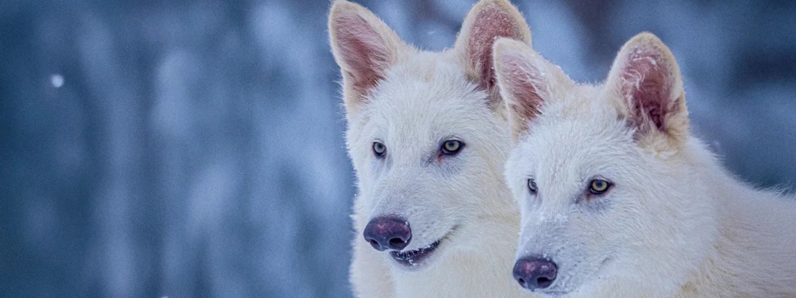 Scientists Say They Have Resurrected The Dire Wolf