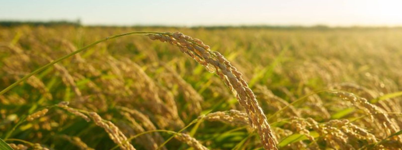 Over 2,000 Metric Tons of Paddy Purchased in Current Yala Season: Dept ...