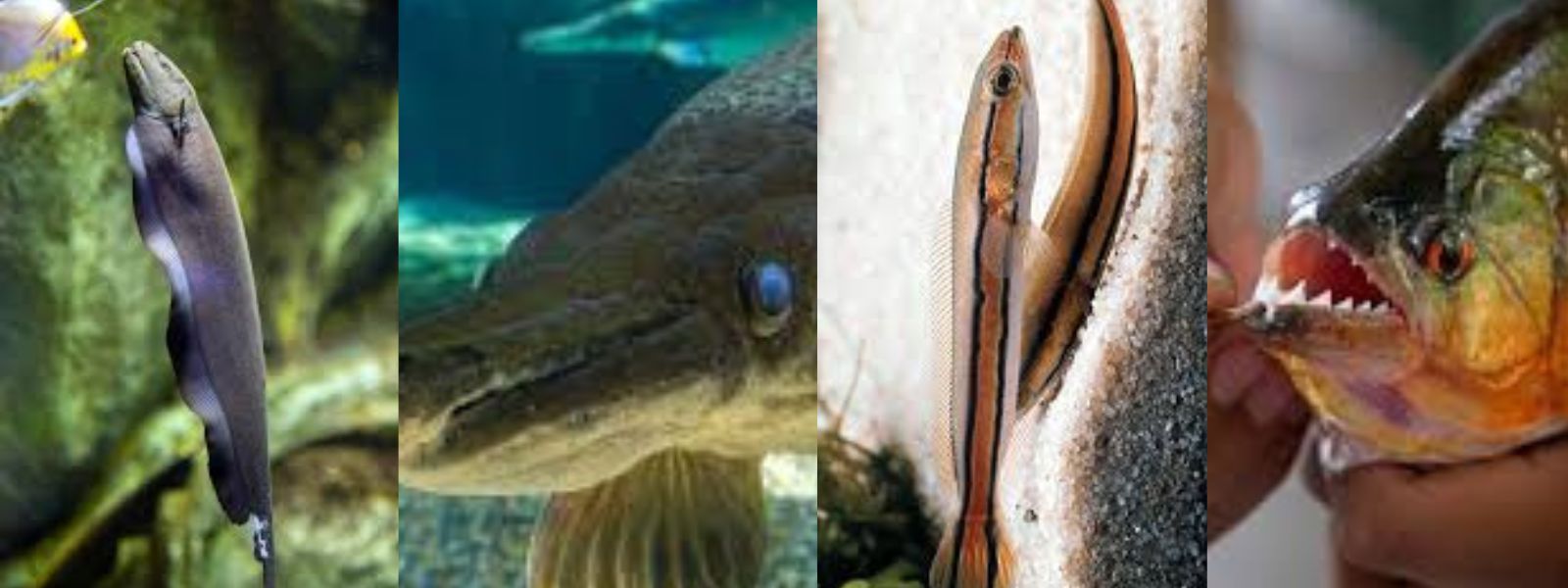 Sri Lanka Bans Four Dangerous Ornamental Fish