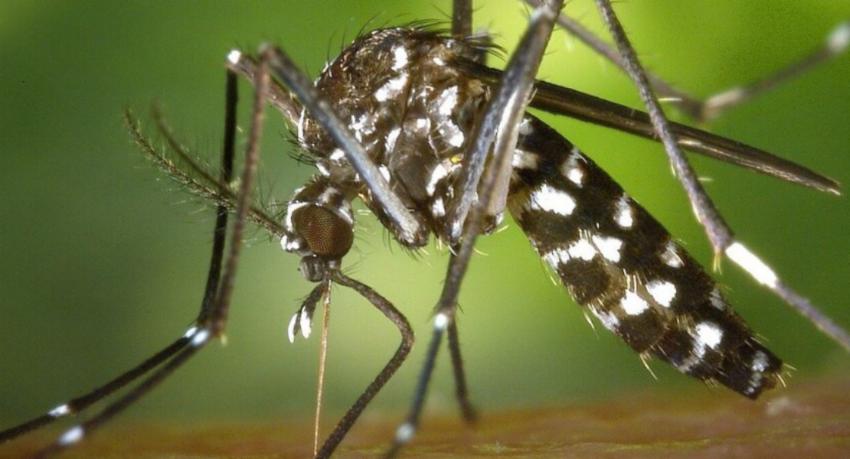 Dengue Cases Rise in Disaster-Affected Areas