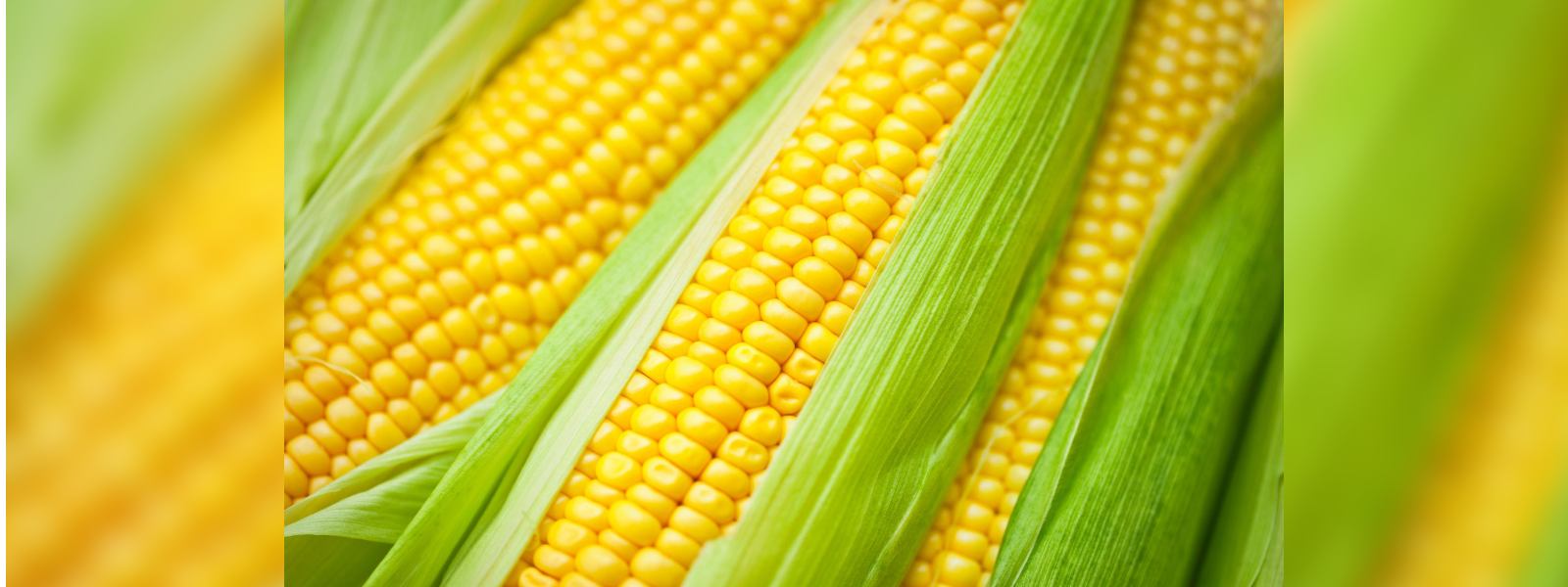 බඩඉරිඟු හෝ ධාන්‍ය වර්ග මෙට්‍රික් ටොන් 25,000ක් ආනයනයට අනුමැතිය..