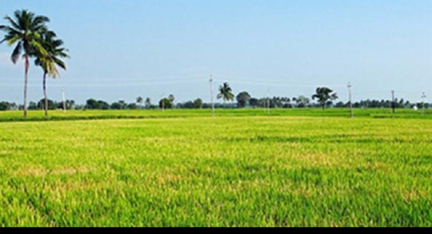 ගොයම් වගාවට පණු වි‍ශේෂ 4කින් හානි..