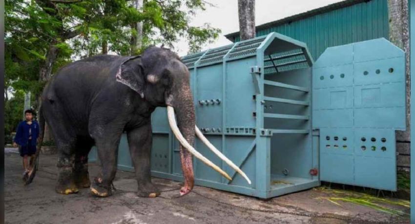 මුතුරාජා හස්තියා රැගත් රුසියානු ගුවන් යානය තායිලන්තය බලා පිටත්ව යයි..